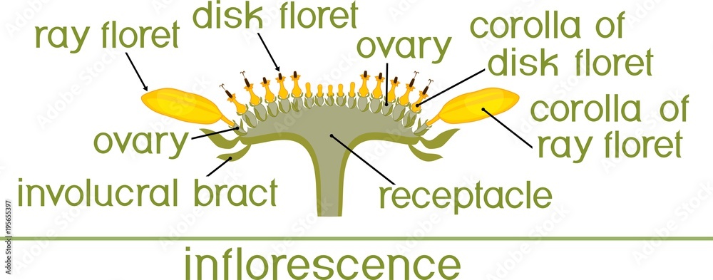 Structure of flower of sunflower in cross section. Diagram of flower ...