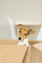 Face Of Jack Russell Puppy Free Stock Photo - Public Domain Pictures