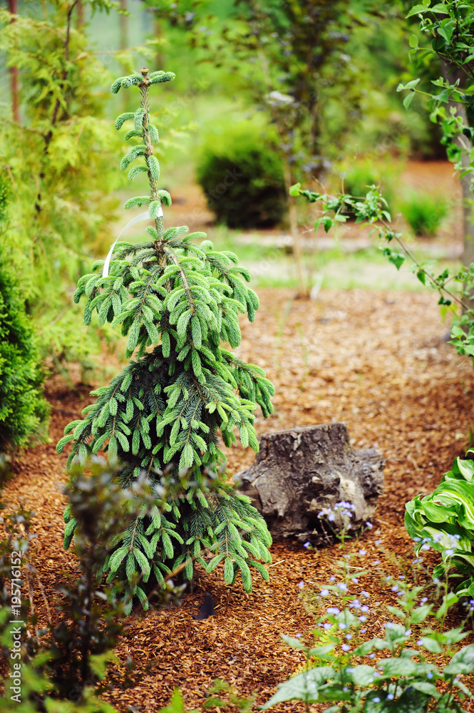 Picea (spruce) glauca pendula conifer with fresh buds in spring. Rare ...