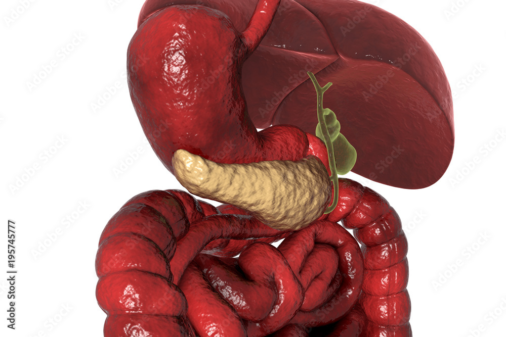Ilustración de Stock Human pancreas anatomy, 3D illustration showing ...