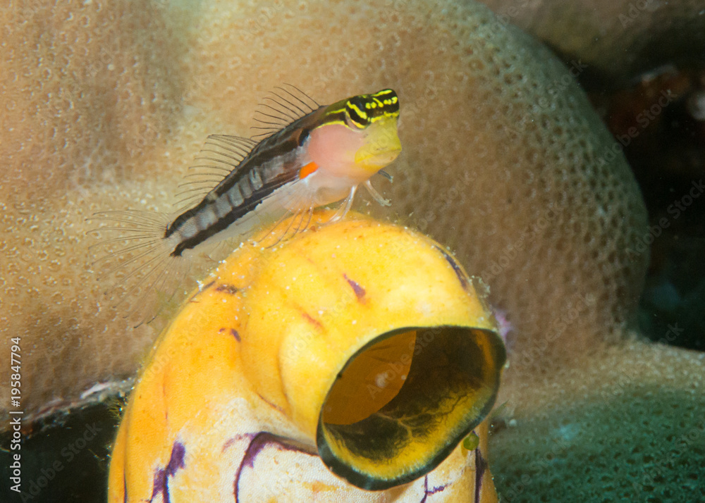 Baths clown blenny, Ecsenius bathi, resting on gold-mouth sea squirt ...