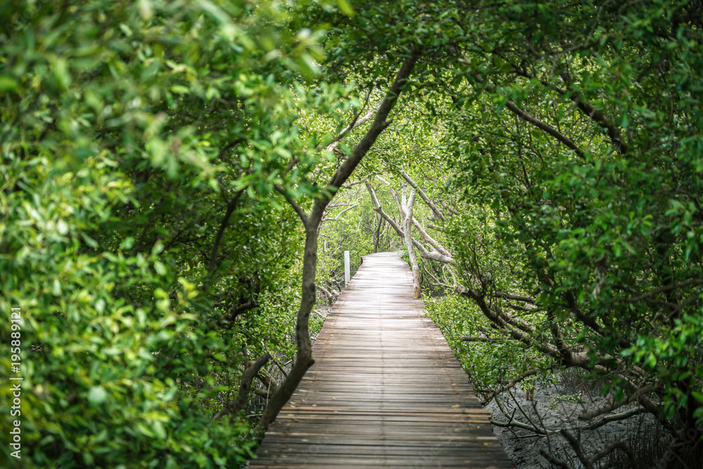 Wooden bridge of walkway inside tropical mangrove forest covered by ...