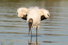 Wood Stork Free Stock Photo - Public Domain Pictures