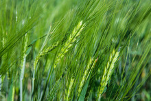 Green Barley Field Free Stock Photo - Public Domain Pictures