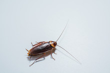 Grey Cockroach Free Stock Photo - Public Domain Pictures
