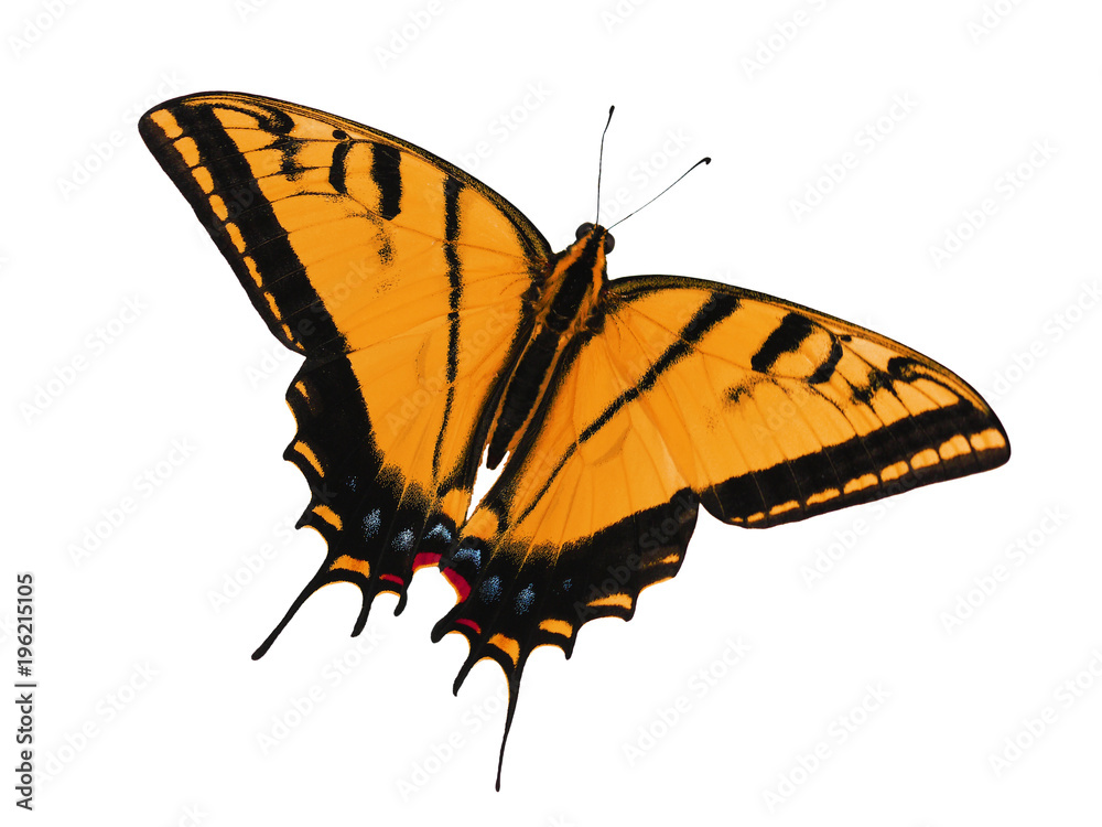 Two-tailed swallowtail butterfly, Papilio multicaudata, isolated on ...