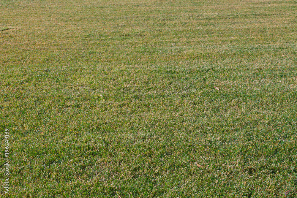 Grass background. Fresh lawn grass texture backdrop in perspective ...