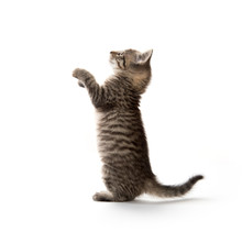 Cat Reaching Free Stock Photo - Public Domain Pictures