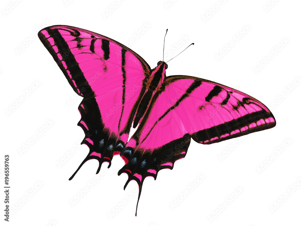 Two-tailed swallowtail butterfly, Papilio multicaudata, isolated on ...