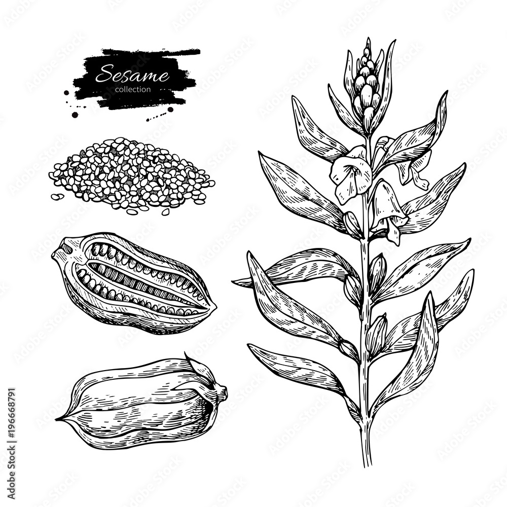 Sesame plant vector drawing. Hand drawn food ingredient. Botanic 素材庫向量圖 ...