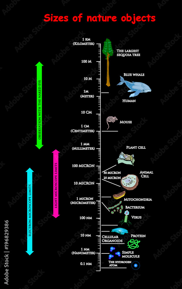 sizes and dimension of nature objects black. educational vector ...