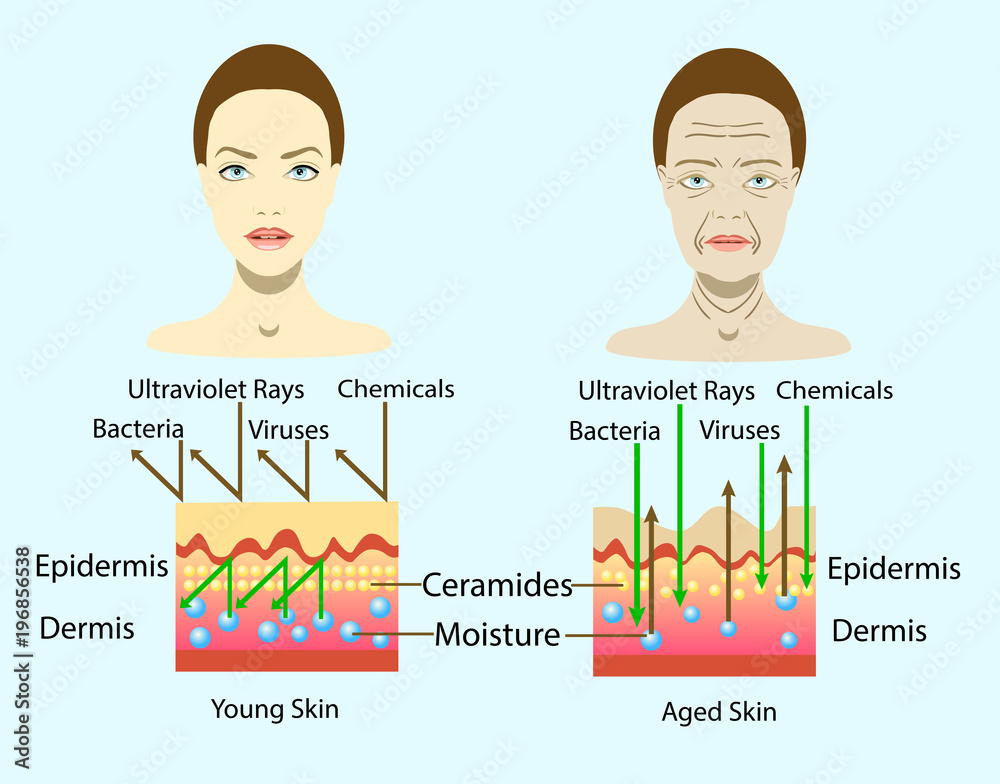 Effect of environment on the skin, vector diagram for cosmetological ...