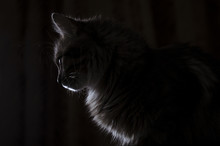 Cat Free Stock Photo - Public Domain Pictures