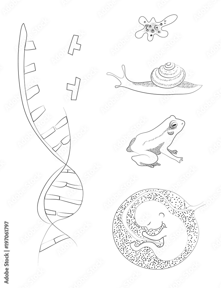 Vetor Biology. DNA, amoeba, snail, frog, human embrio. Drawing black ...