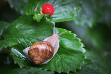 Snail, Raspberry, Berries, Garden Free Stock Photo - Public Domain Pictures