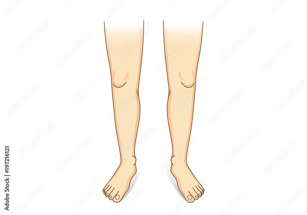 Leg vector in front view. Illustration about human legs composition ...