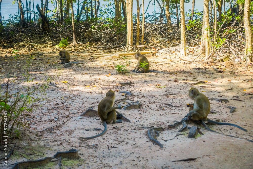 Outdoor view of monkeys macaques crab-eaters, Macaca fascicularis, area ...