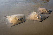 Dead Stingray Free Stock Photo - Public Domain Pictures