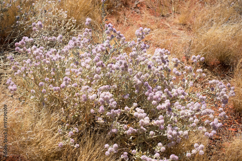 Hairy Mulla Mulla wildflower growing in the outback of the Northern ...