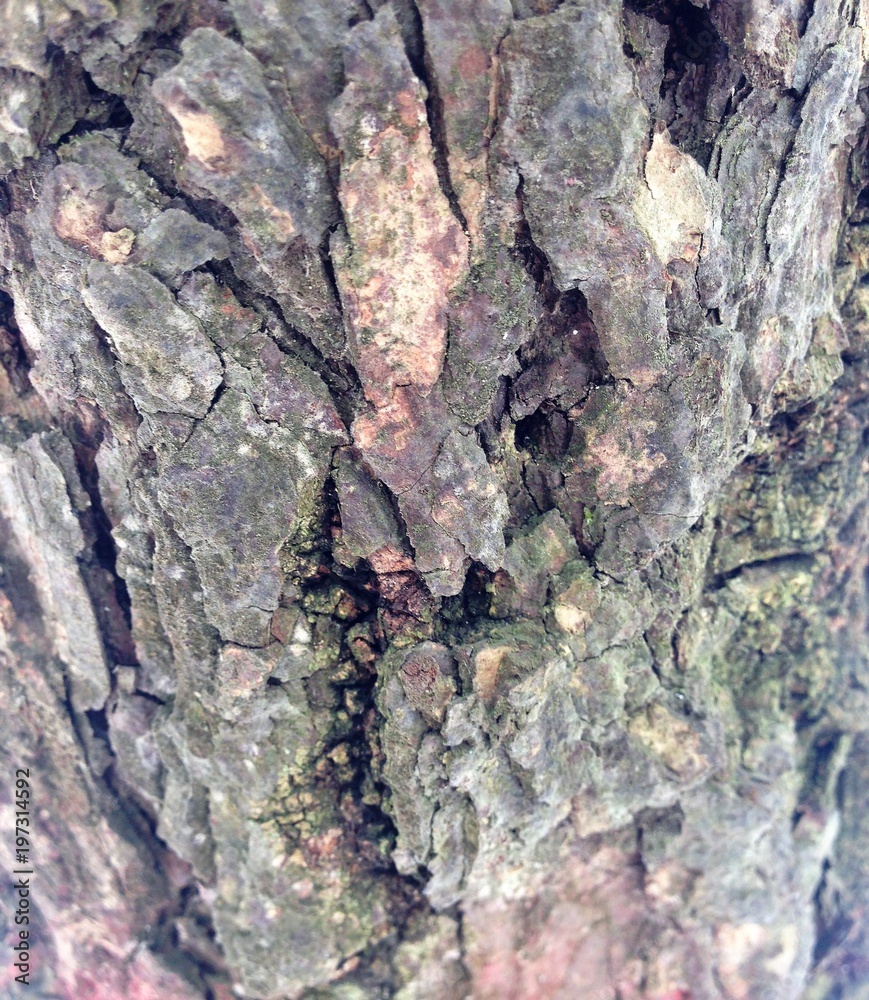 Just bark on a tree. Beautiful structural surface of the bark on ...