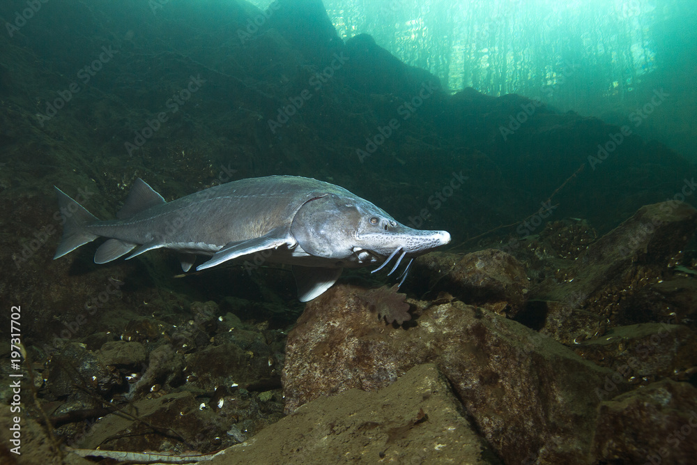 Freshwater fish Siberian Sturgeon, Acipenser baeri in the beautiful ...