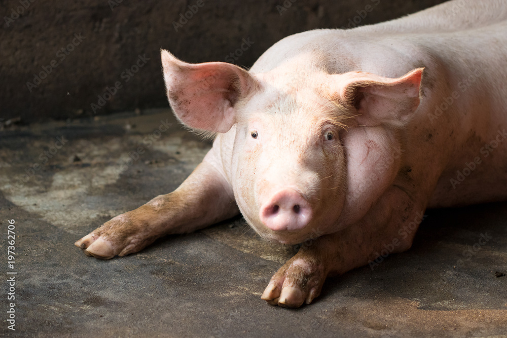 Group of hog waiting feed. Pig indoor on a farm yard in Thailand. swine ...