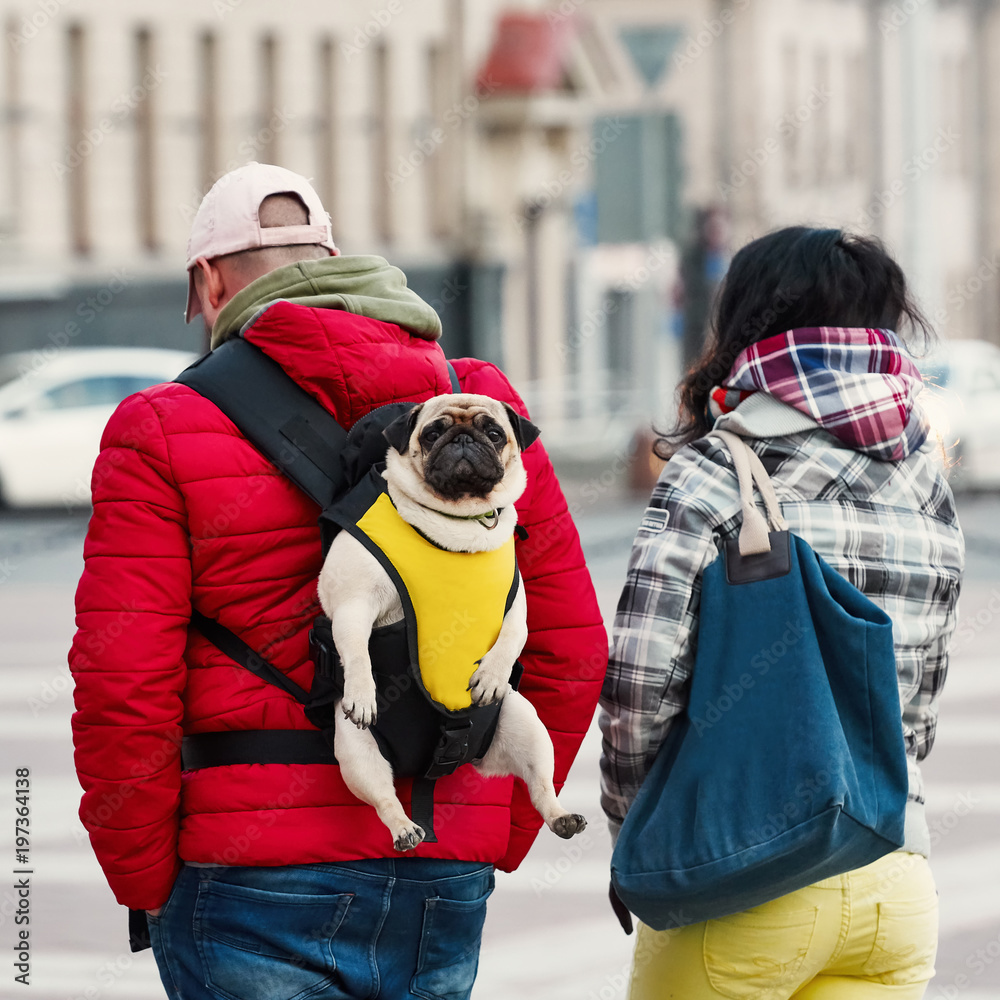 Pug in a sling baby carrier for cute dog. Dog in backpack carrier on walking tour Stock Photo Adobe Stock