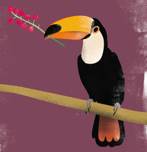 Toucan Tropical Bird Illustration Free Stock Photo - Public Domain Pictures