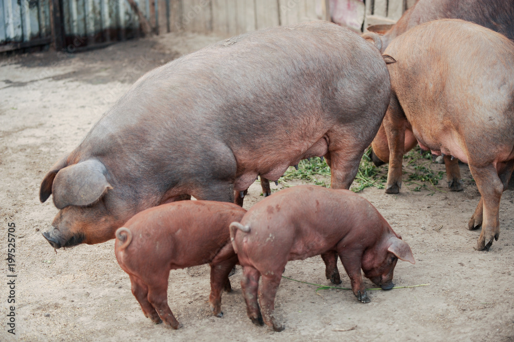 Large red pig of Duroc breed feeds piglets. Concept of happy motherhood ...