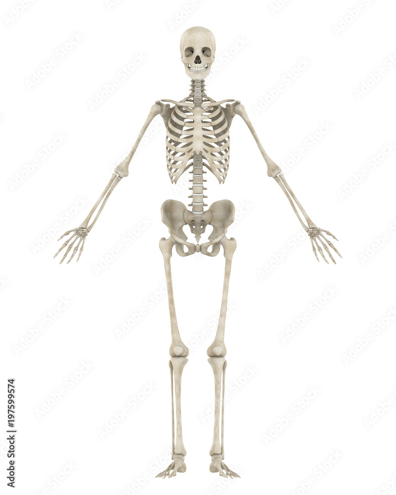 Human Skeleton Anatomy Isolated Stock Illustration | Adobe Stock