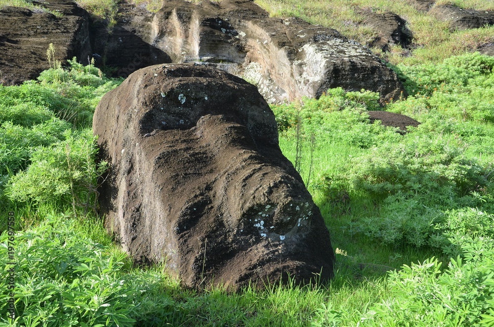 Close Up Image of a Single Moai Head Resting in the Grass inside Rano ...
