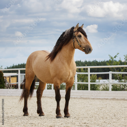 Buckskin horse on the stable in summer on blue cloudy background Stock ...