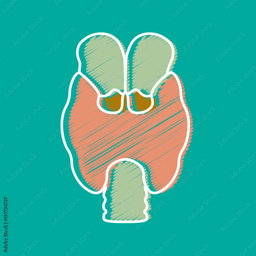 Thyroid. Endocrine gland. Illness of the endocrine system. Thyroid ...