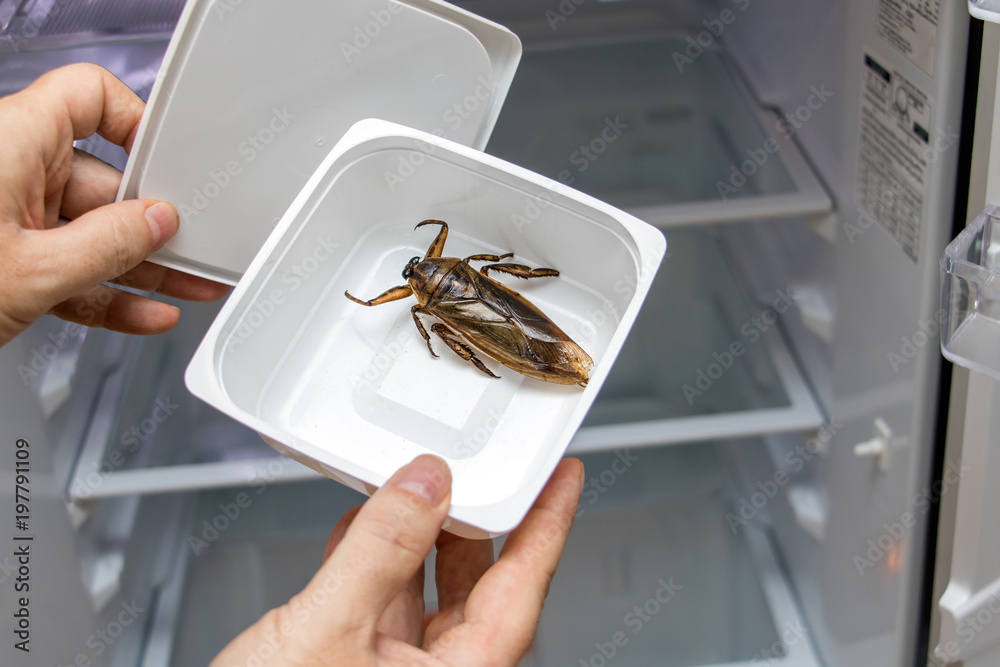 Man take fried Giant Water Bug - Lethocerus indicus in plastic box from ...