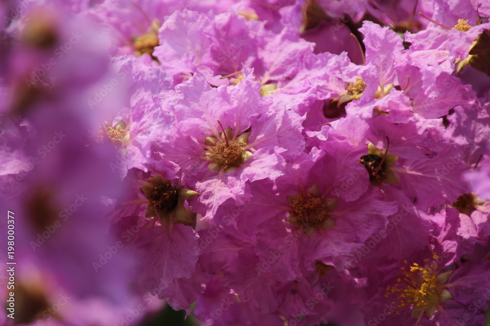 Lagerstroemia speciosa (L.) Pers. Queen's Flower, Queen's crape myrtle ...