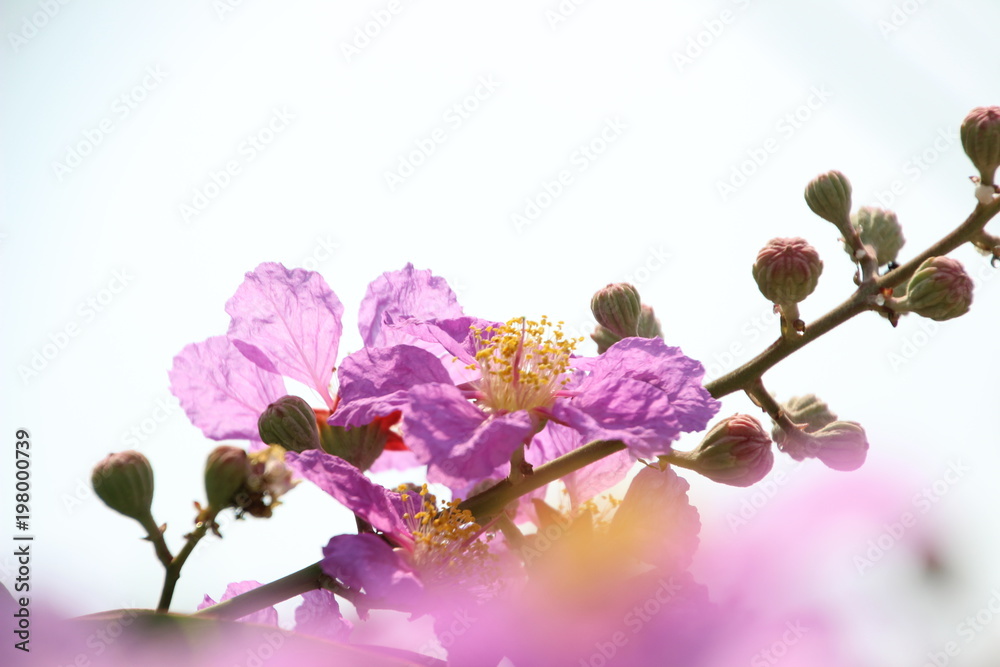 Foto de Stock Lagerstroemia speciosa (L.) Pers. Queen's Flower, Queen's ...