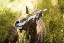 Goat Face Free Stock Photo - Public Domain Pictures