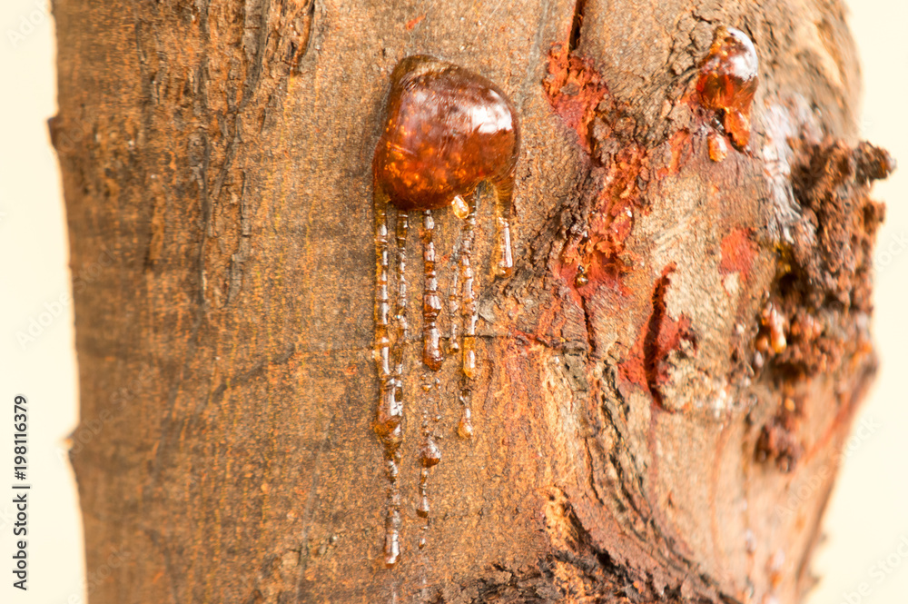 Acacia gum Stock Photo | Adobe Stock