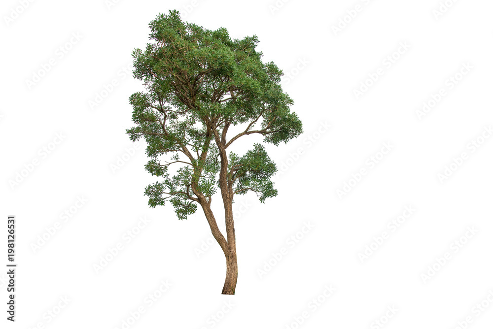 Texture of Shorea, White Meranti,Shorea roxburghii G.Don ...