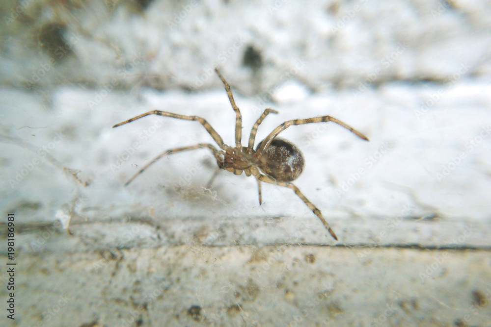 Spider natural macro photo insect poisonous Stock Photo | Adobe Stock