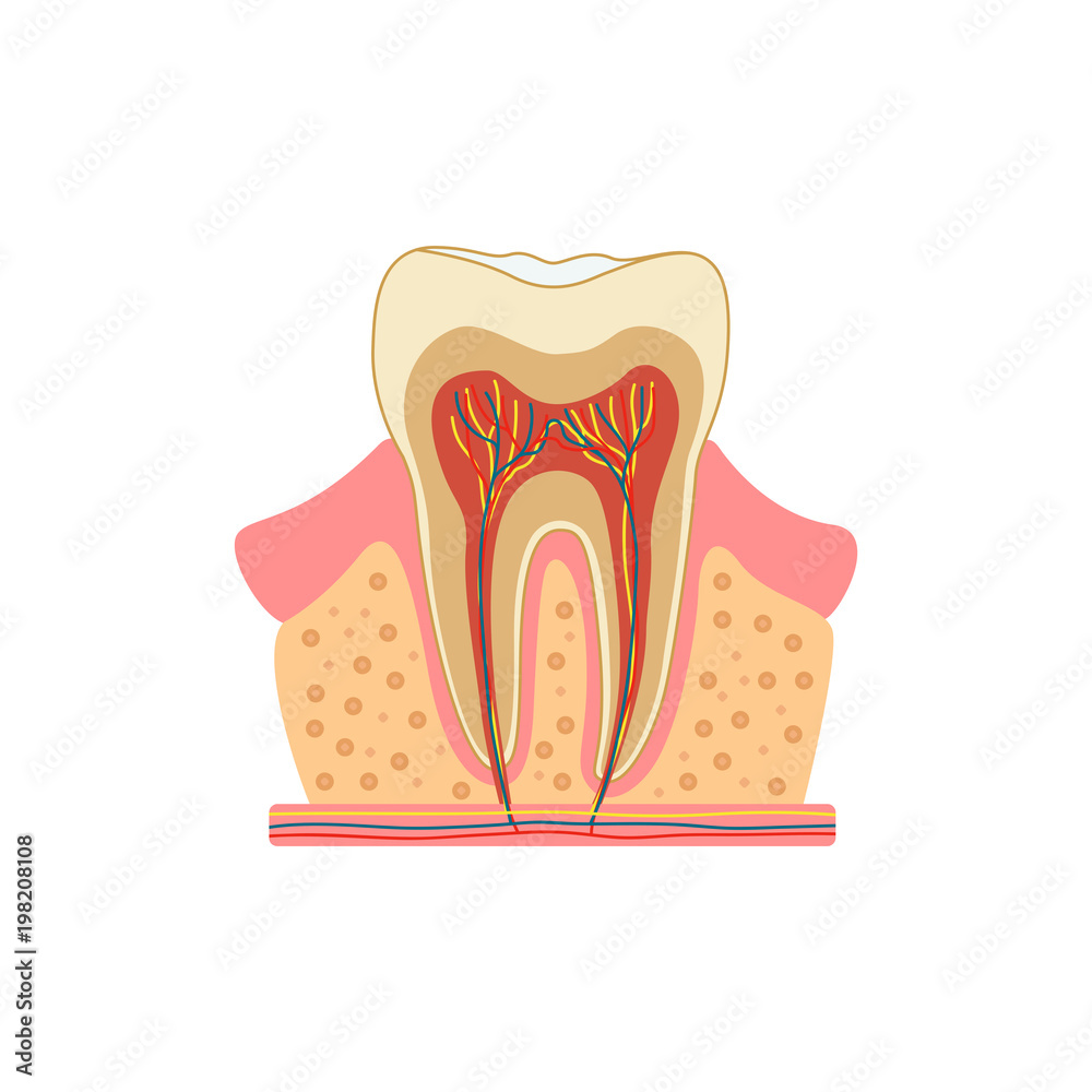 Tooth in a cut. Medical diagram of the structure of the inside cross ...
