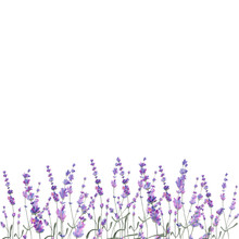 Lavender Flowers Wildflowers Field Free Stock Photo - Public Domain ...