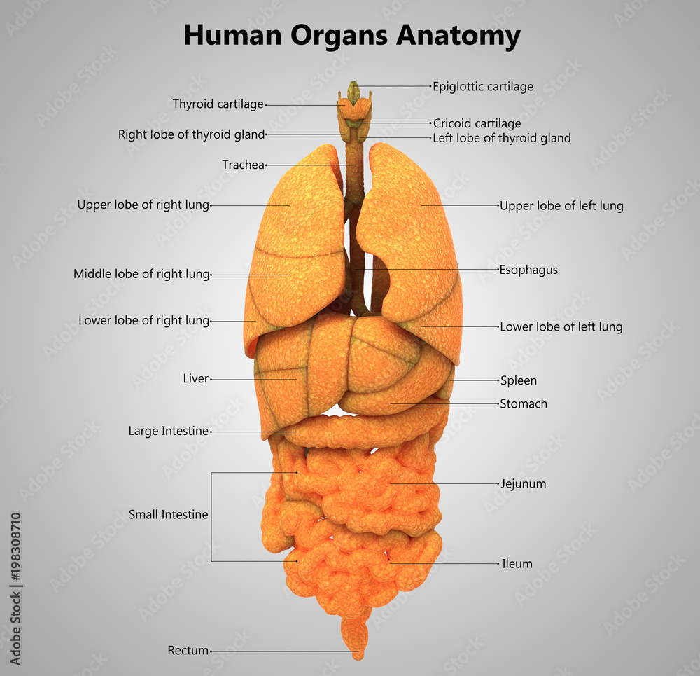 Human Body Organs label design Anatomy Stock Illustration | Adobe Stock