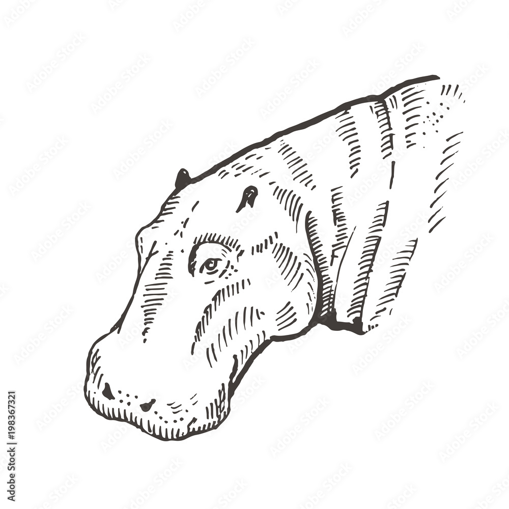 Hand drawn hippo ( hippopotamus, behemoth ). Sketch, vector ...