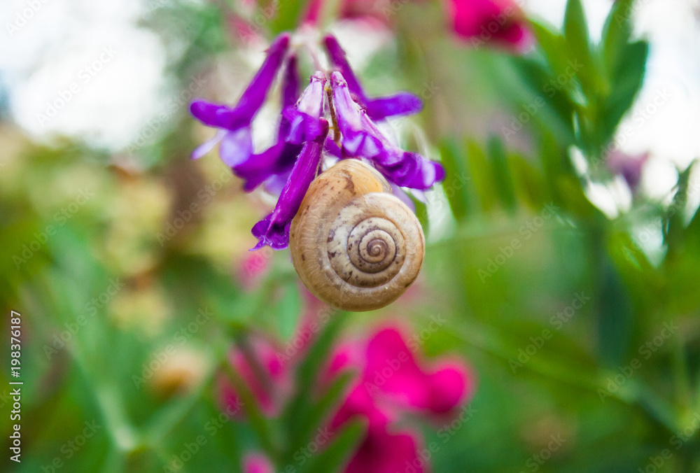 snail sleep Stock Photo | Adobe Stock