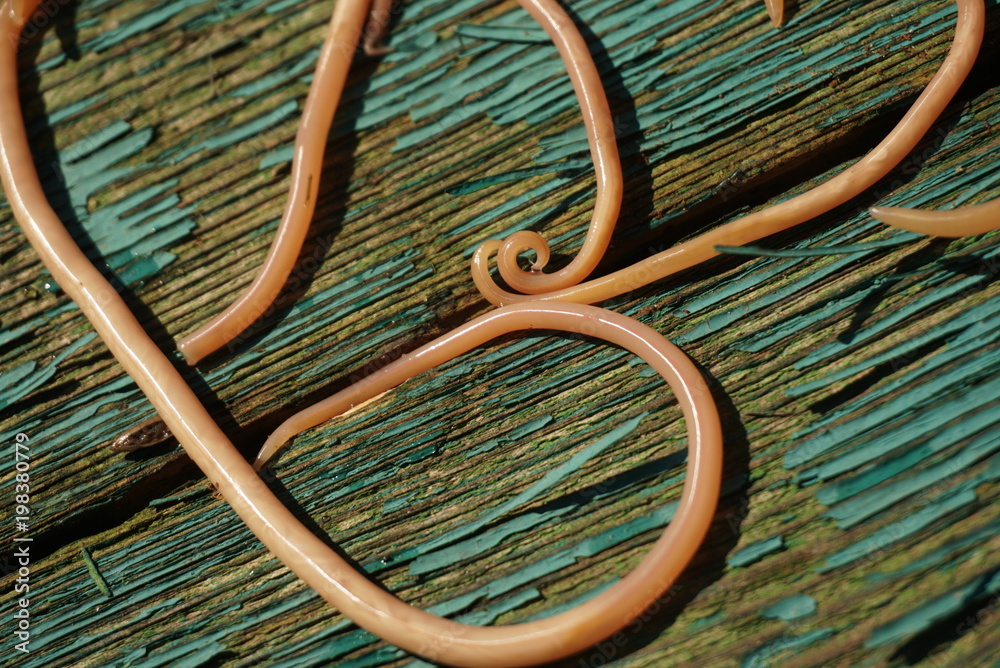 Giant Roundworms, (Ascaris lumbricoides) Stock Photo | Adobe Stock