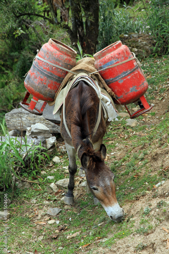 Donkeys - porters with gas bottles, near Chhomrong, Annapurna ...