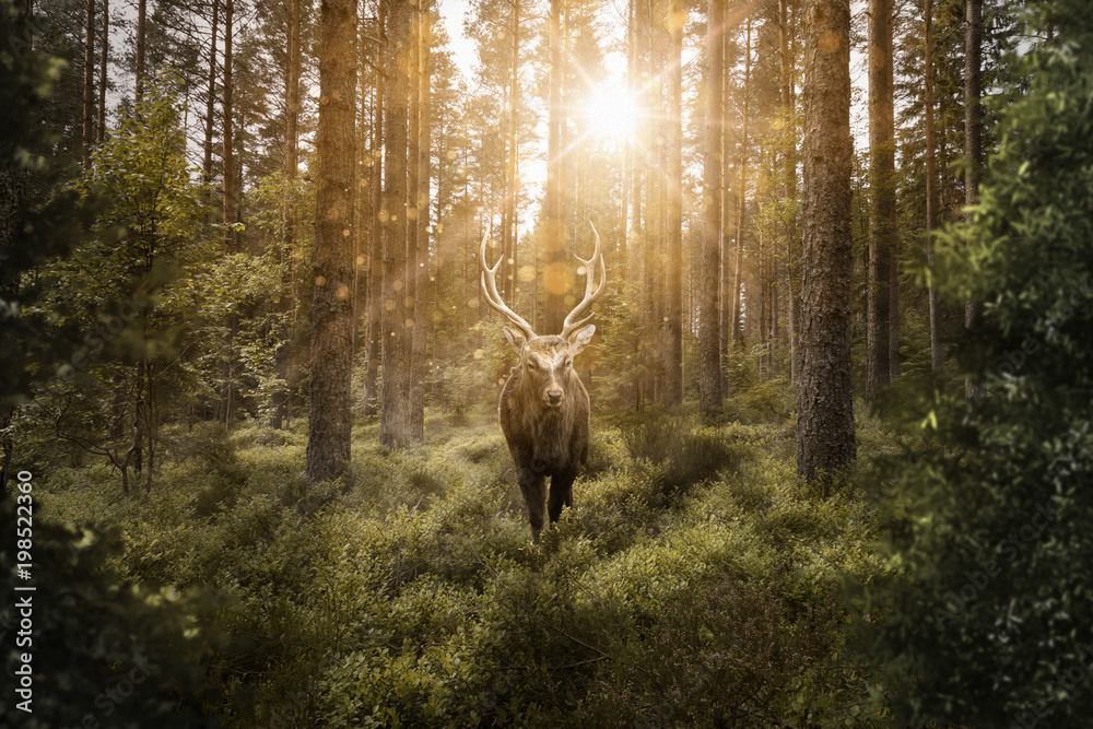 Hirsch im Wald Stock Photo | Adobe Stock