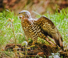 European Honey Buzzard Free Stock Photo - Public Domain Pictures