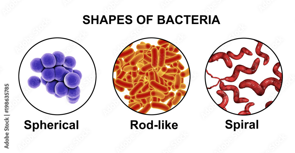 Shapes of bacteria, spherical, rod-like and spiral bacteria, view under ...